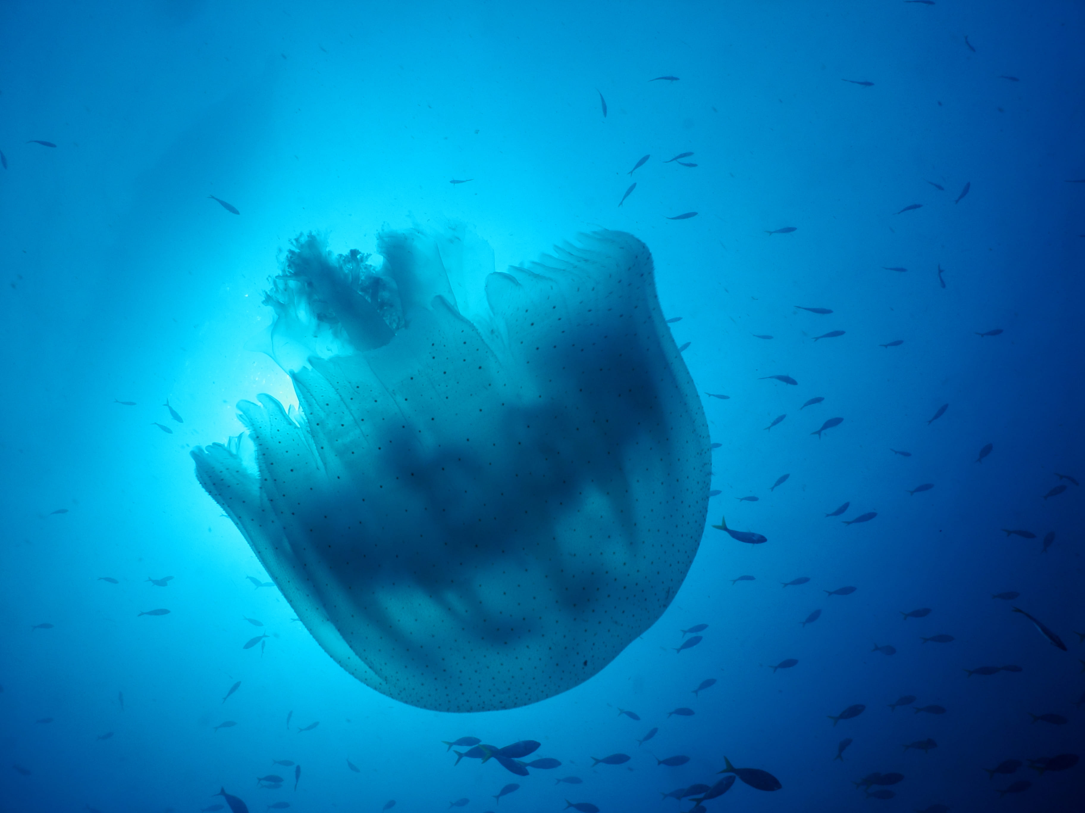 六日目。バンザイ号陸に上がりました。 | Team Banzai Diving Koh Tao